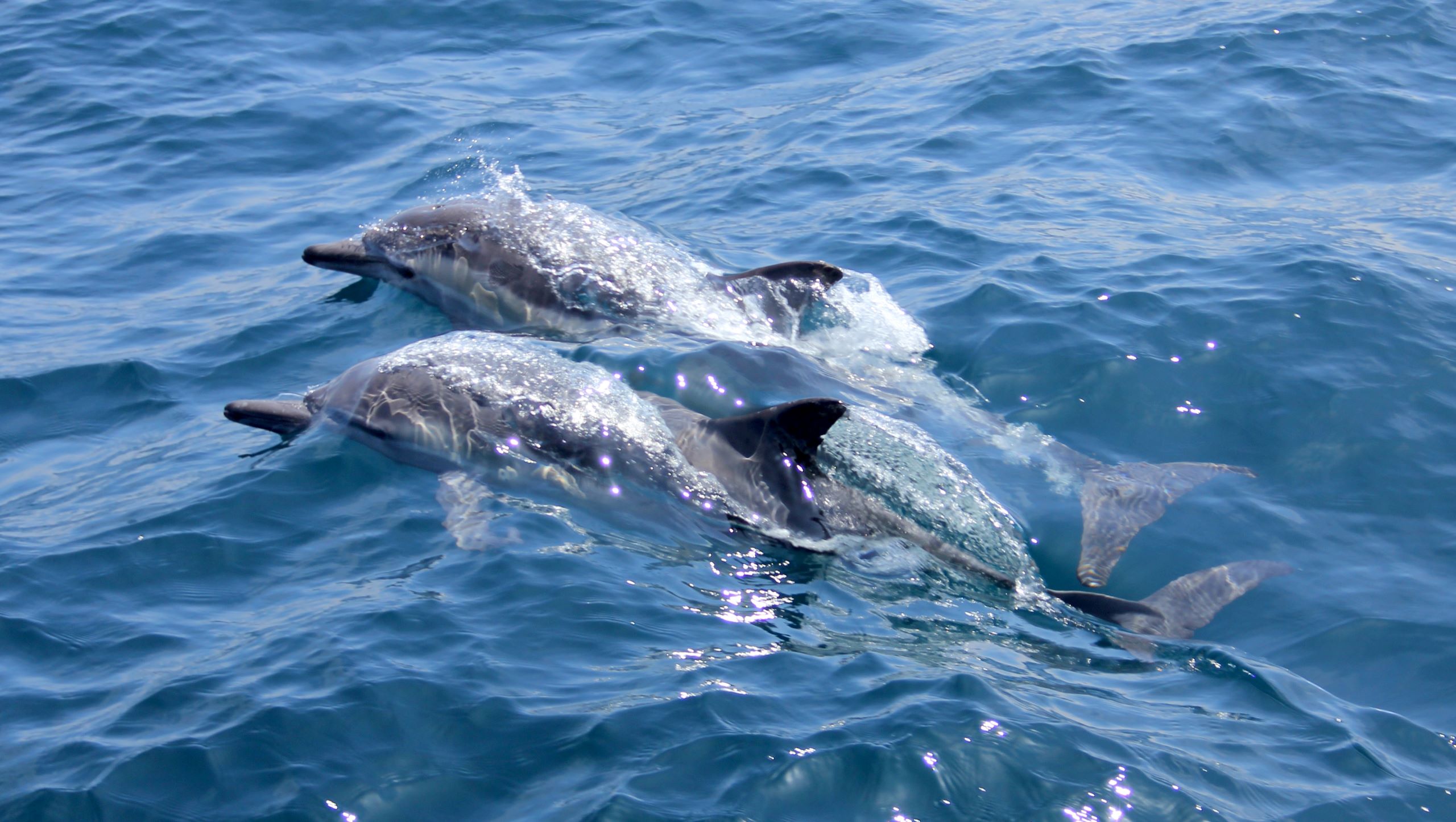 Safeguarding Marine Life: The Vital Role of Marine Mammal Observers for ...